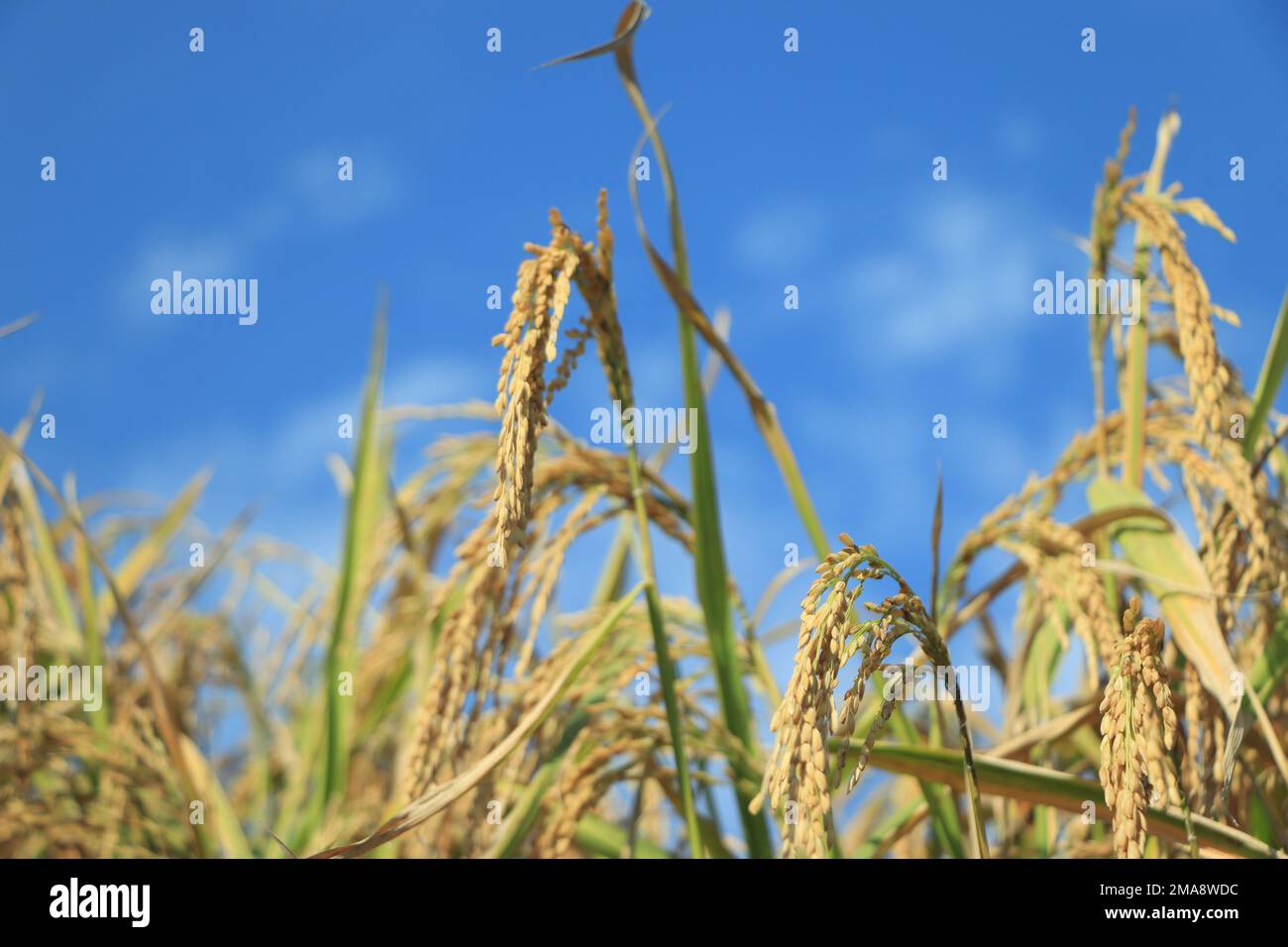 Ears of rice and blue sky. Close-up of the rice ears Stock Photo - Alamy