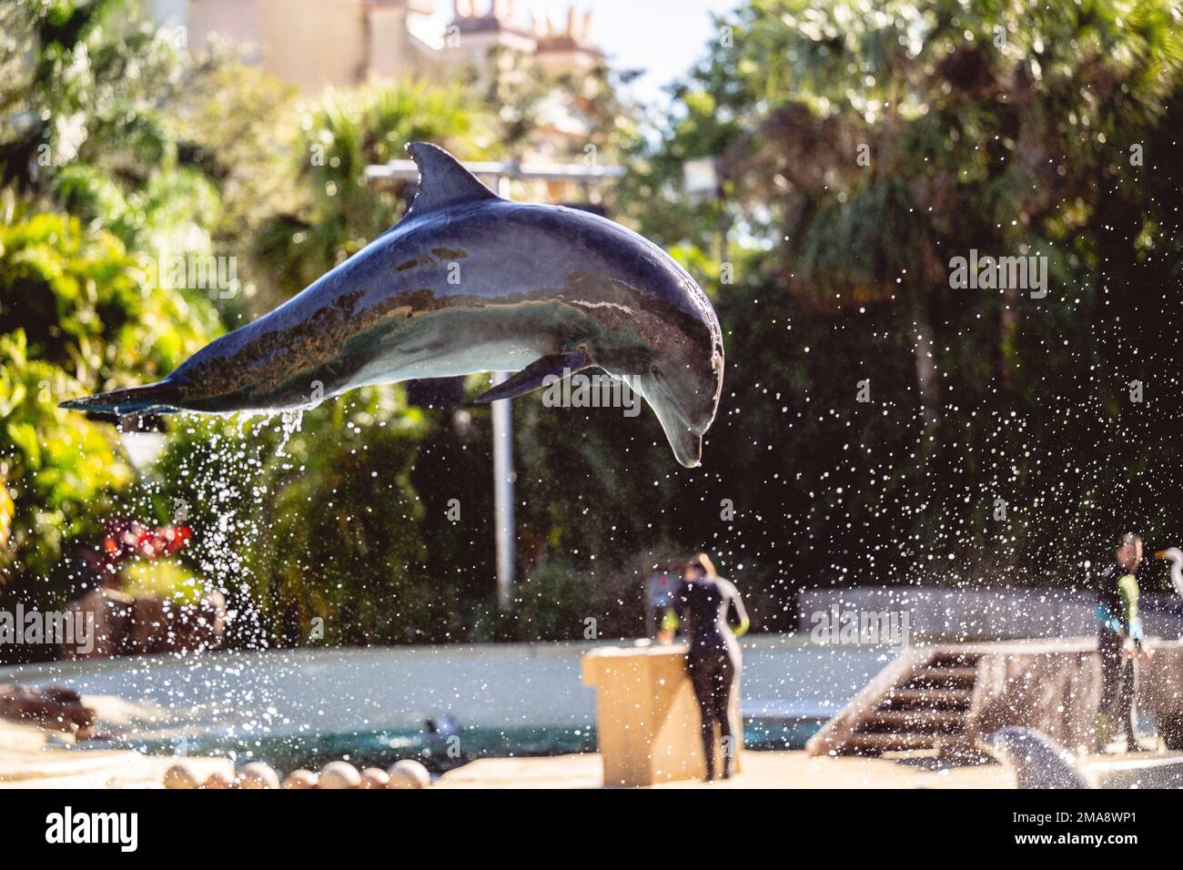 Seaworld orlando dolphin hi-res stock photography and images - Alamy
