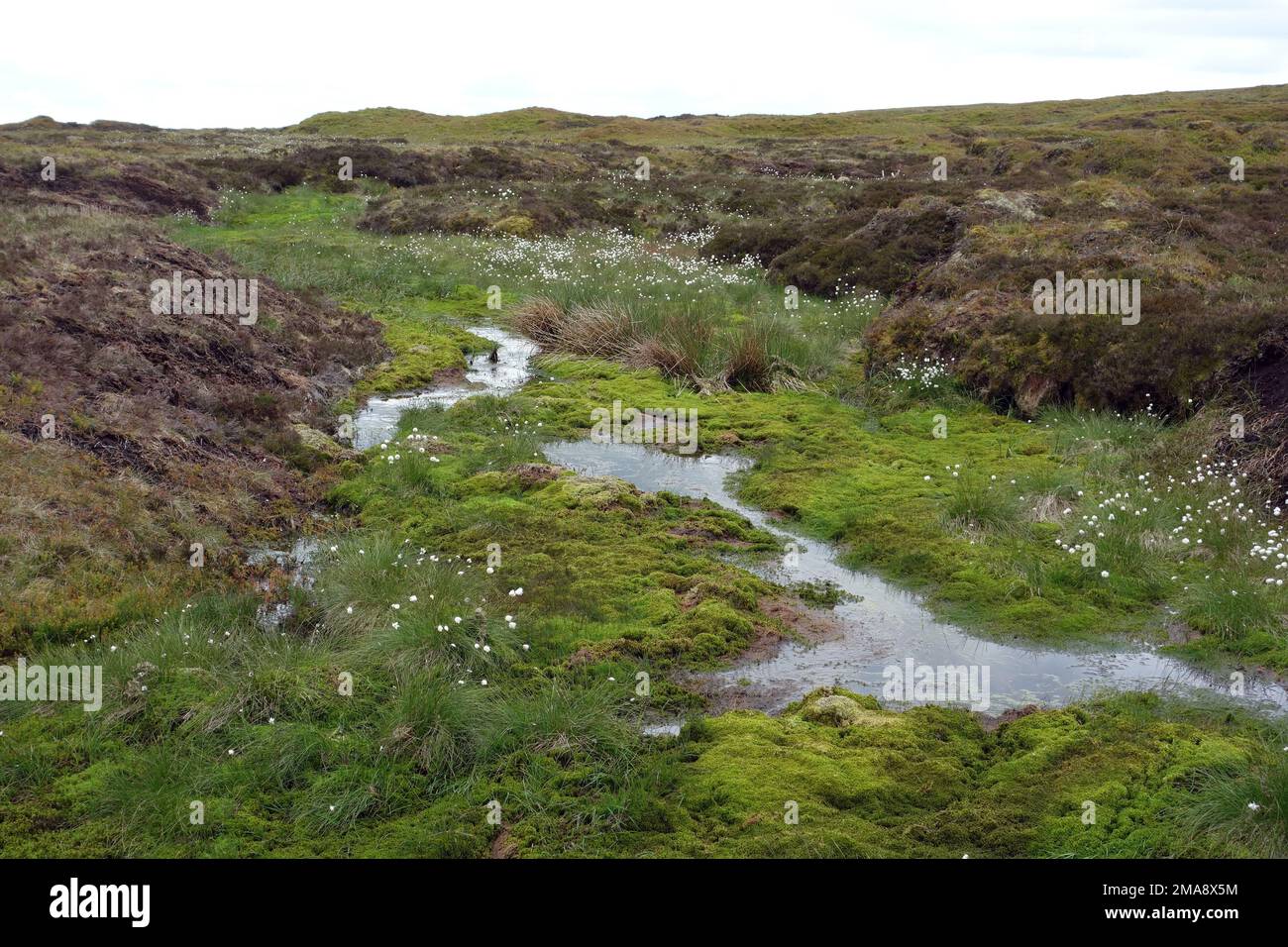 Wet Boggy Algae Covered Green Mossy Pond on 'Dodd Fell' near Hawes in ...