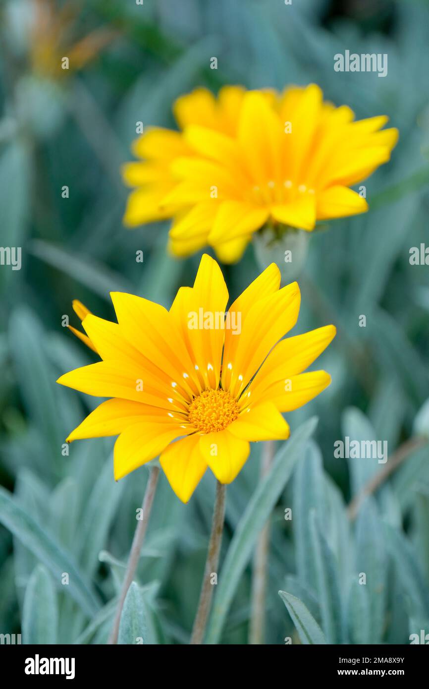 Gazania uniflora, one-flowered treasure flower, perennial with grey ...