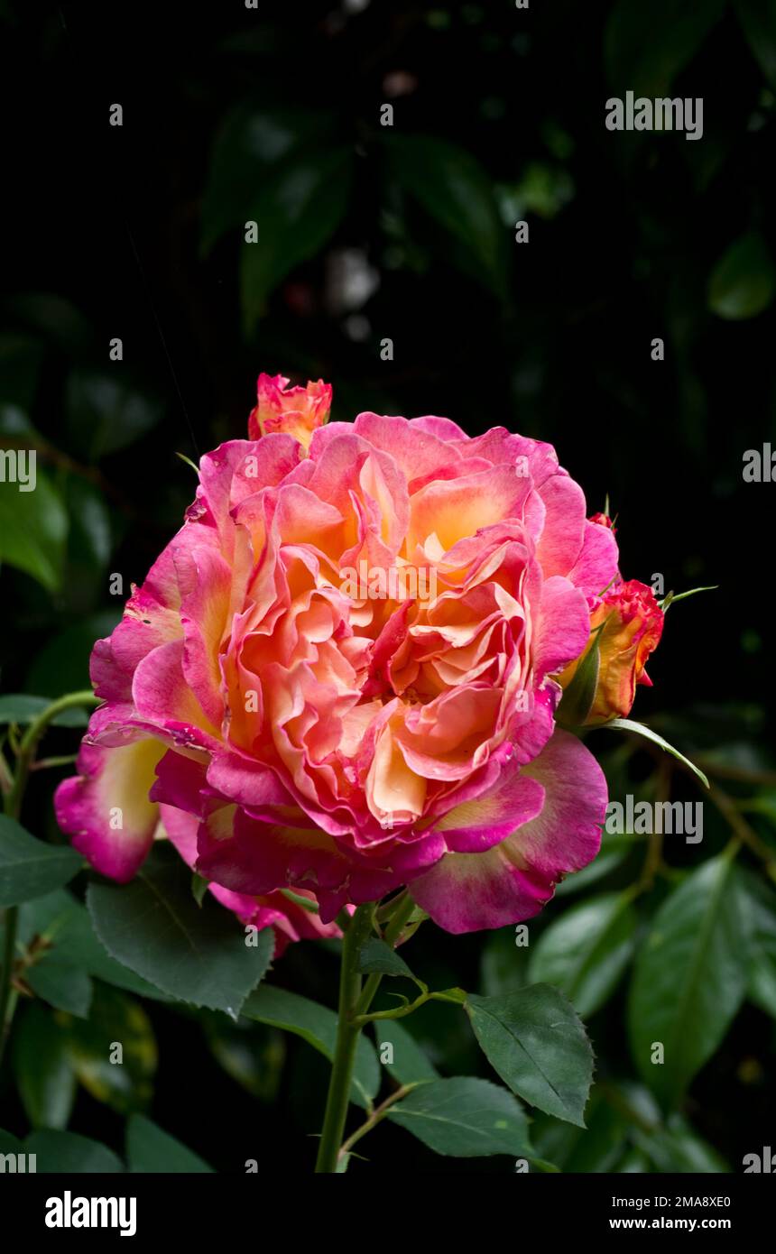 Hybrid Tea Rose Cultivar Gorgeous in Flower Stock Photo - Alamy