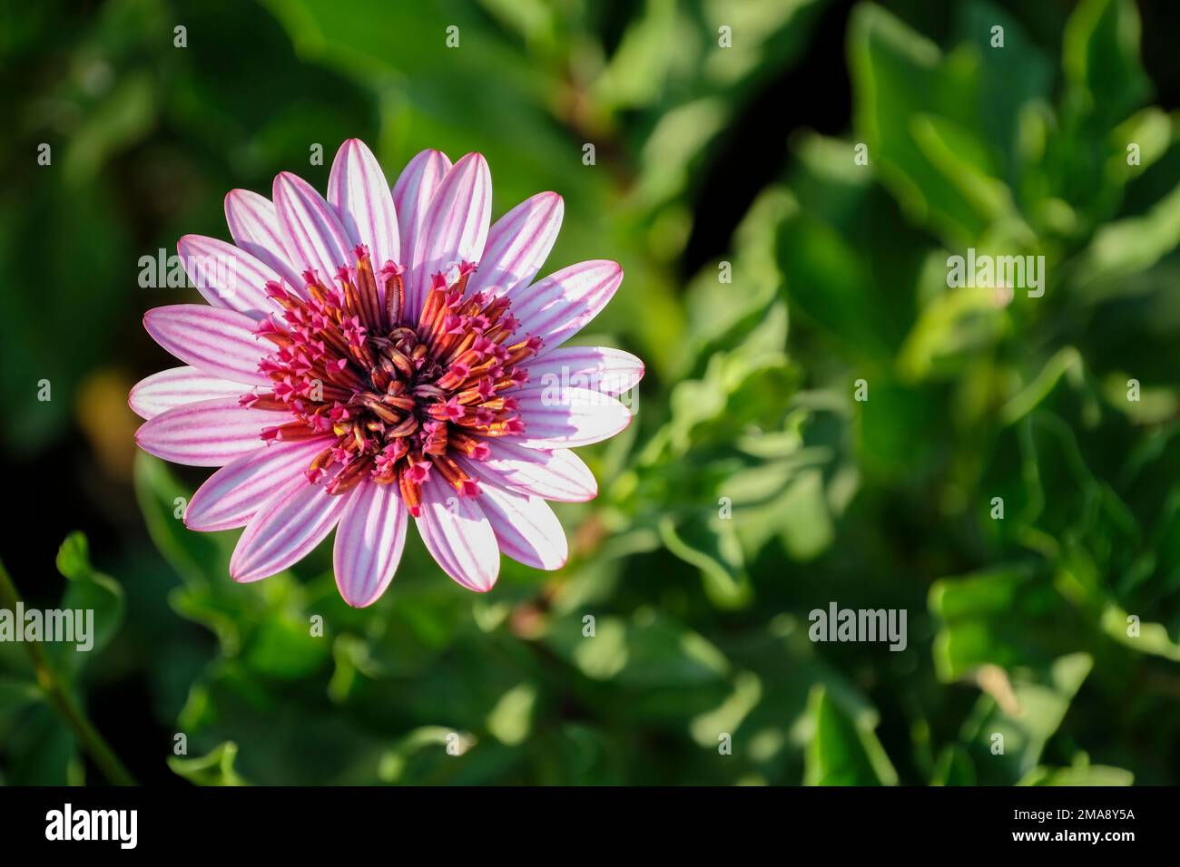 3d series osteospernum hi-res stock photography and images - Alamy