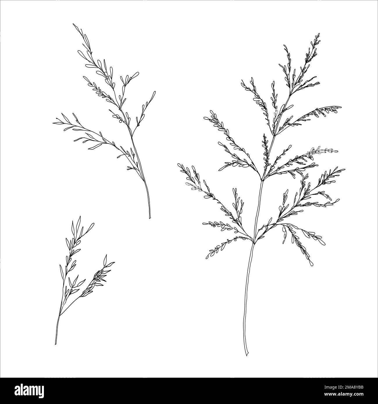 Hand drawn sketchy illustration of Bluegrass, Poa pratensis. Black and ...