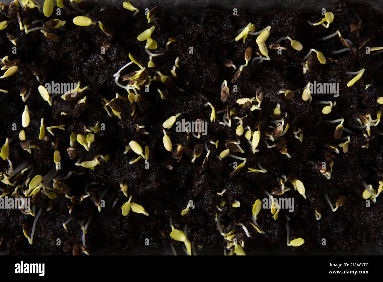 Soil ground organic gardening hi-res stock photography and images - Alamy