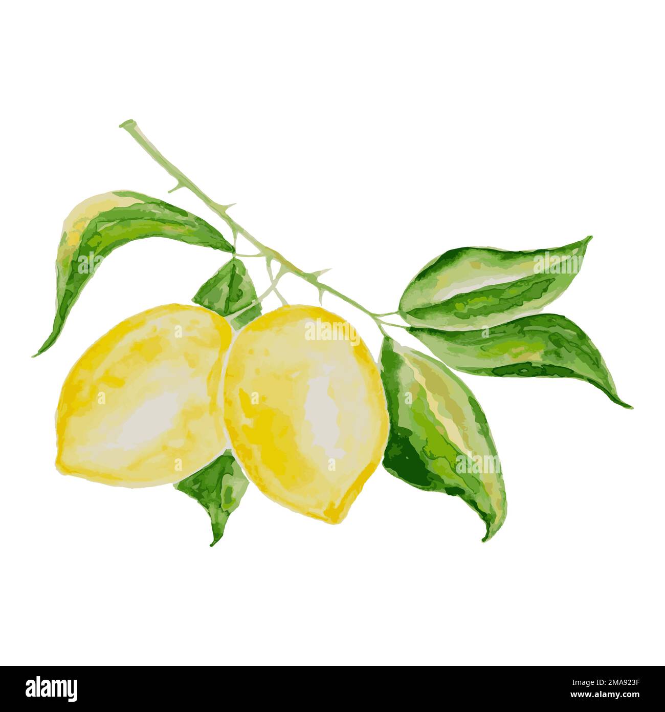 vector watercolor fruit lemon branch on white background Stock Vector ...