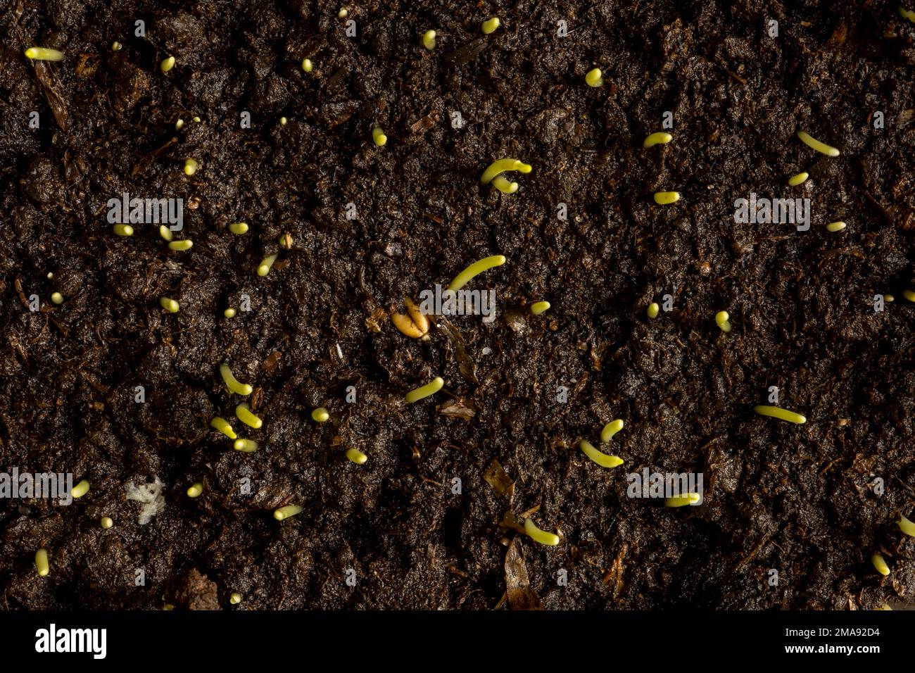 Sprouts of wheat on the ground Stock Photo - Alamy