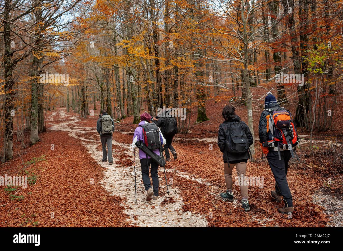 Hikers walk in a forest in autumn in the national hi-res stock ...