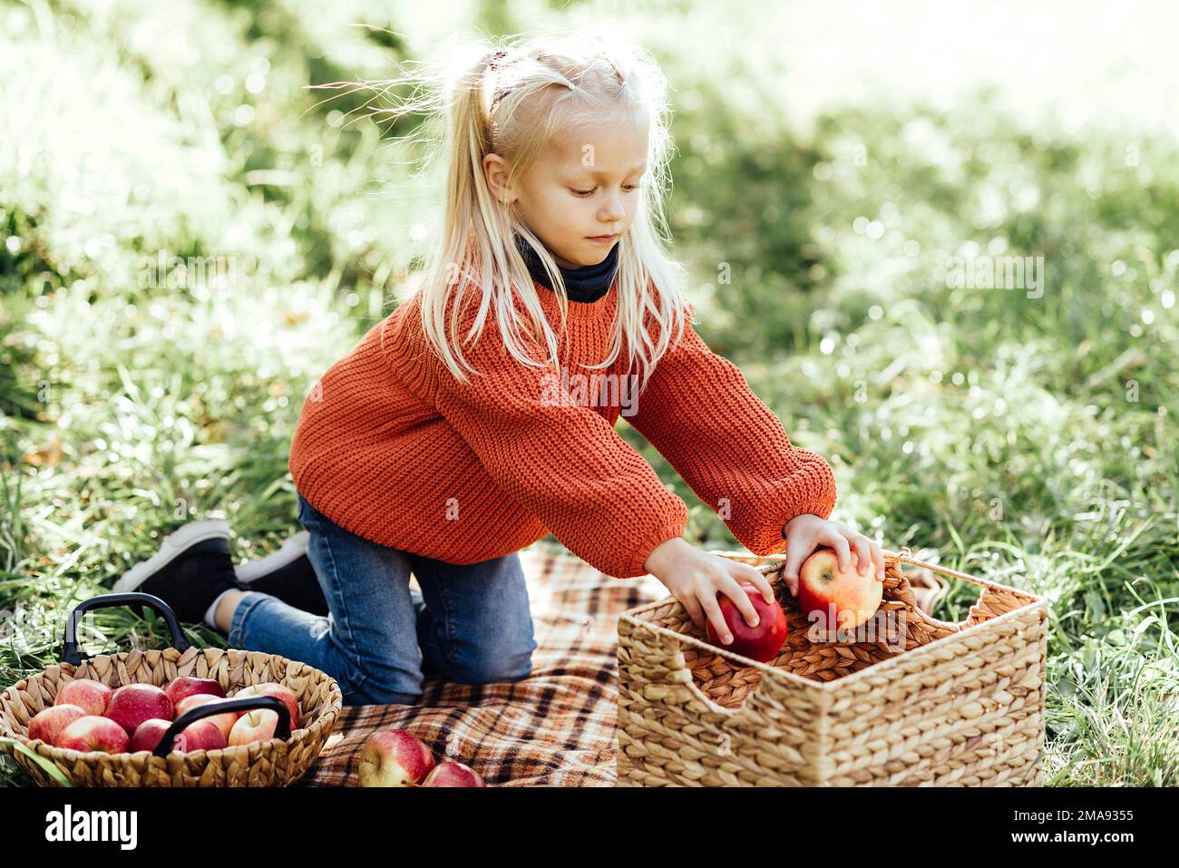 Child picking apples on farm in autumn. Little girl playing in tree ...