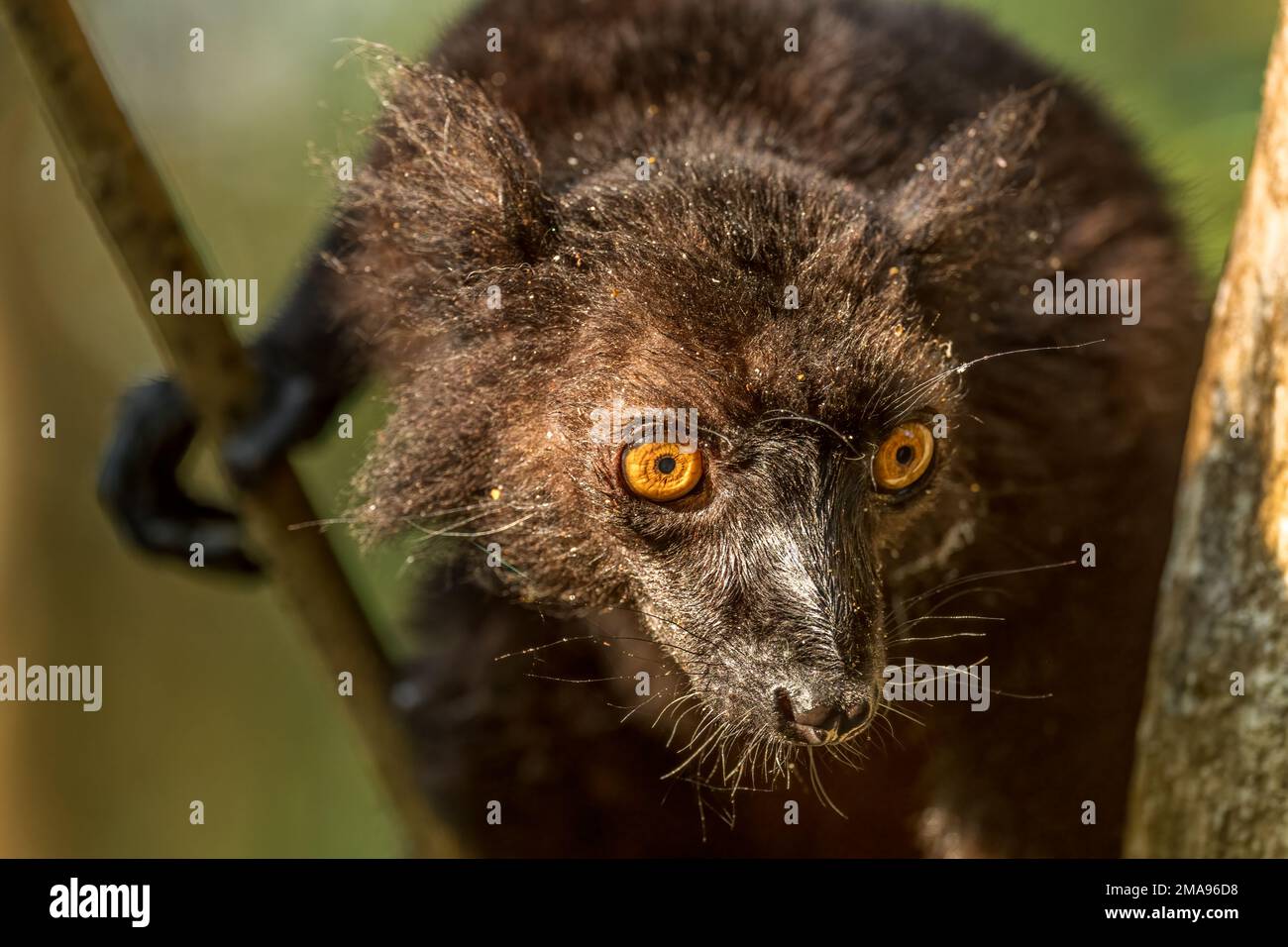 Black Lemur - Eulemur macaco, unique black primate from North ...
