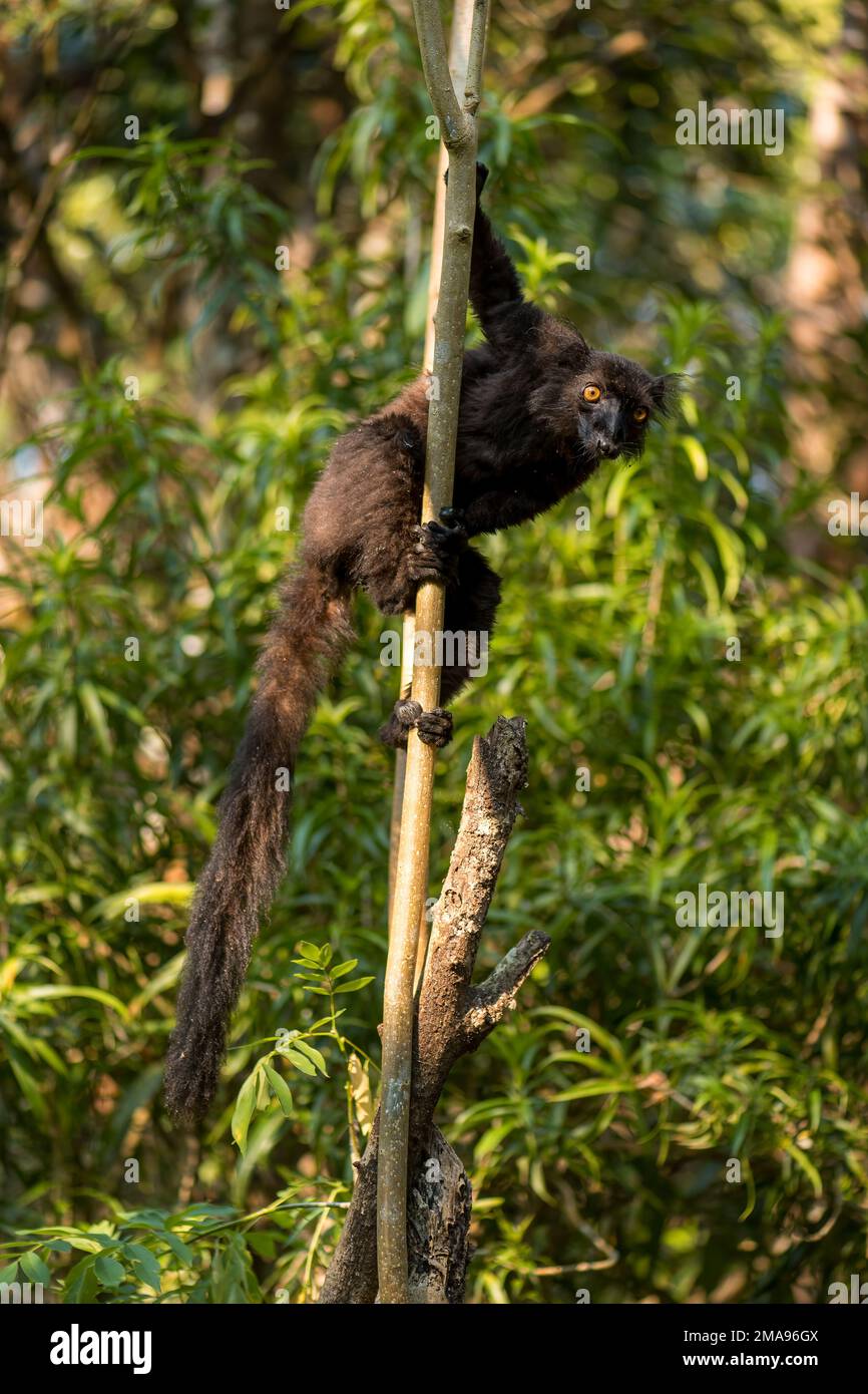 Black Lemur - Eulemur macaco, unique black primate from North ...