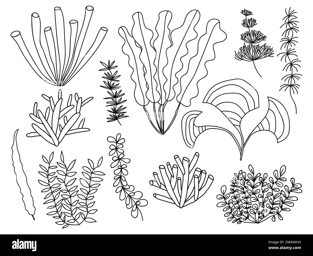 Seaweed Vector Set Stock Vector Image And Art Alamy