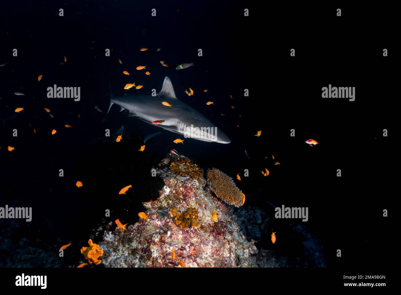 Night dive with Grey reef shark hunting at night in the Maldives ...