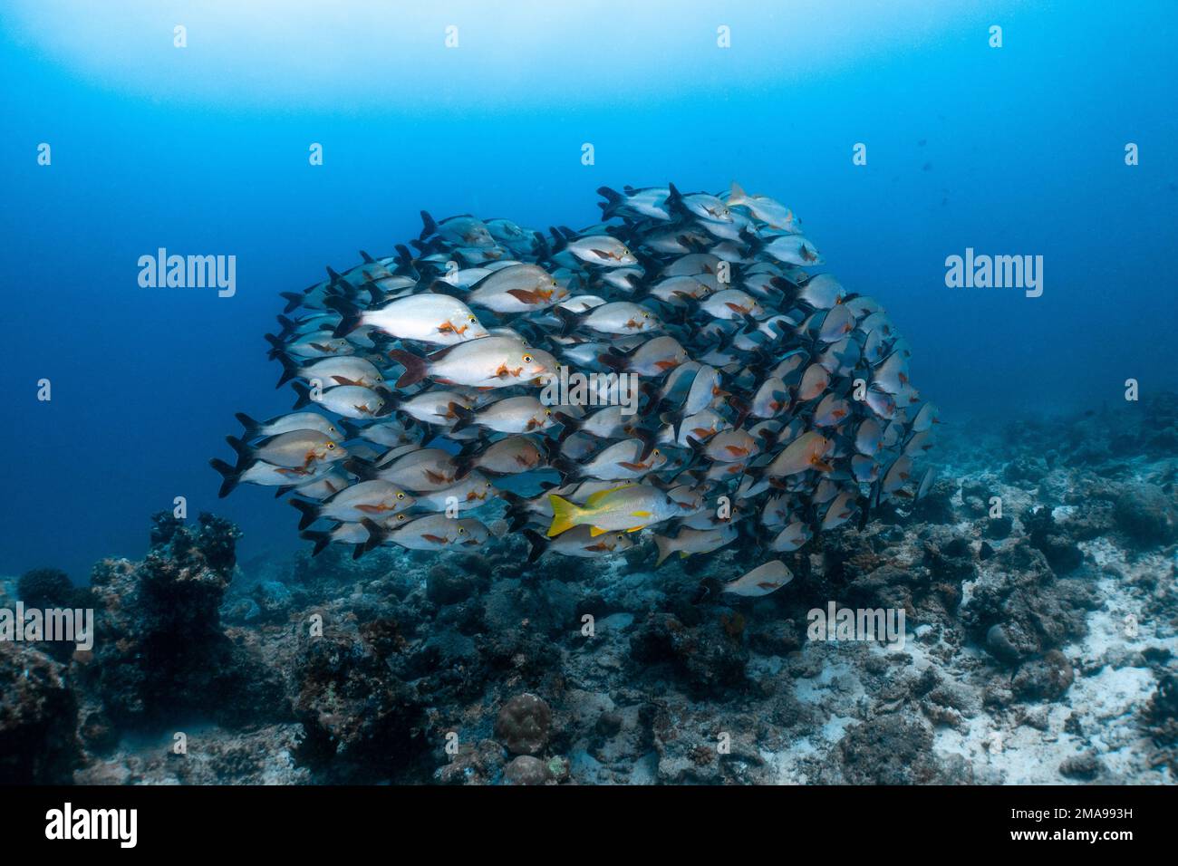 schooling Humpback red snapper in Maldives, Indian ocean Stock Photo ...
