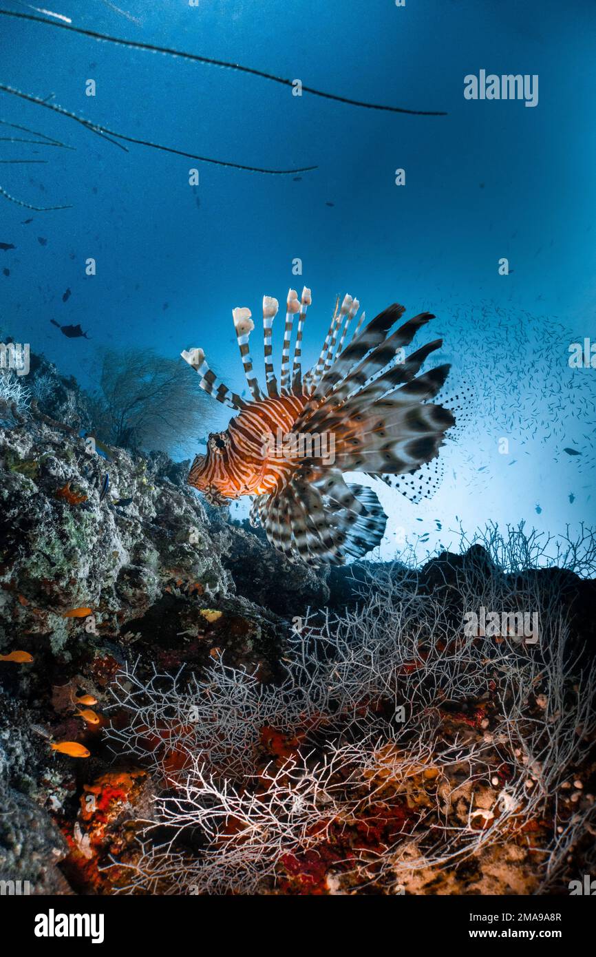 red lionfish on the reef,in Maldives, Indian Ocean Stock Photo - Alamy