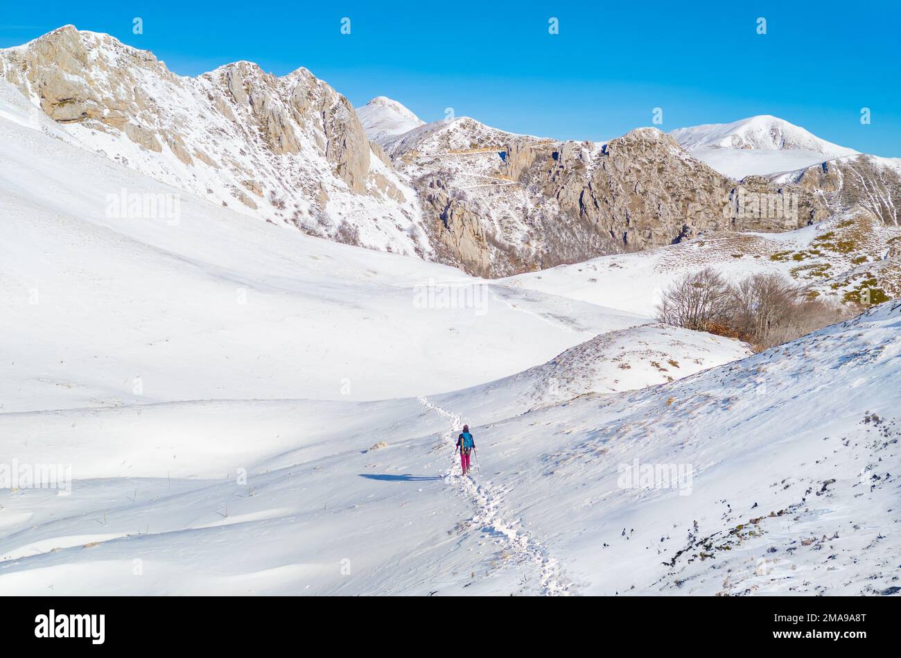 Monte porcini hi-res stock photography and images - Alamy