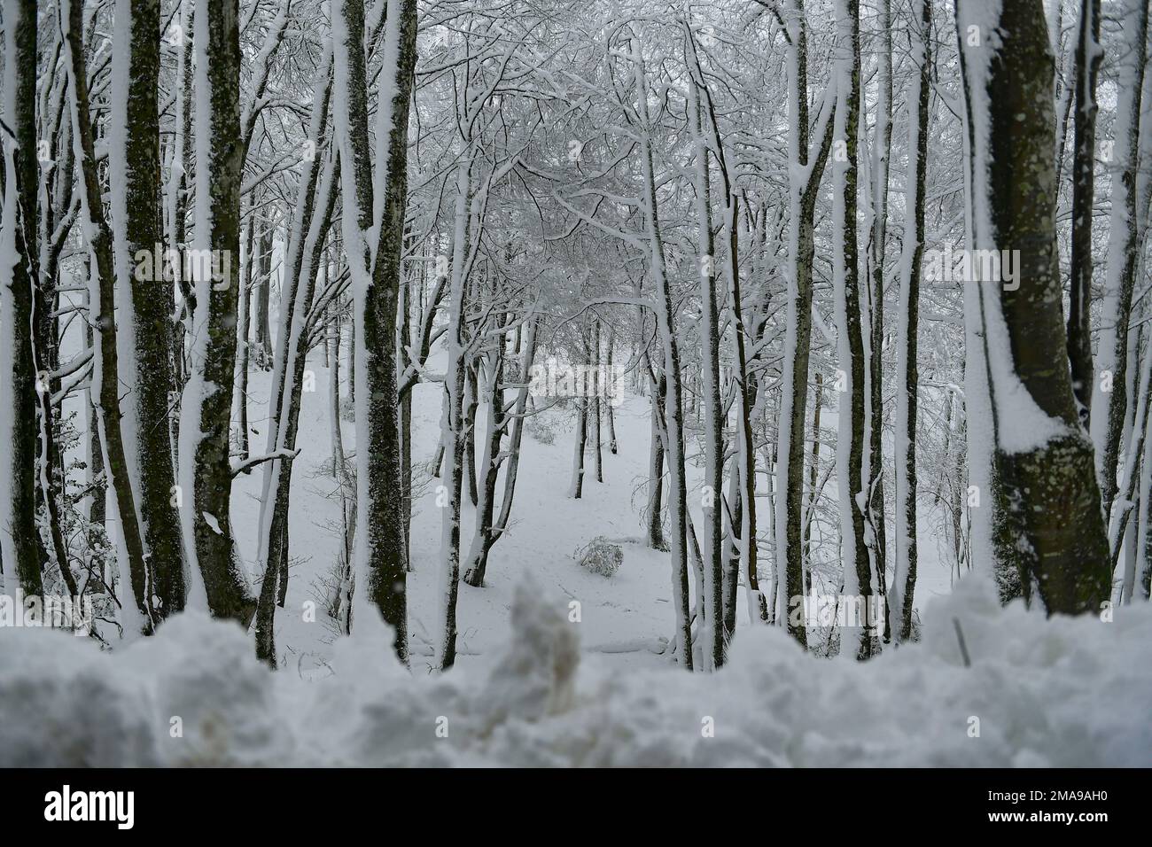 Snow cover the landscape in Gorriti, northern Spain, Thursday, Jan. 19 ...