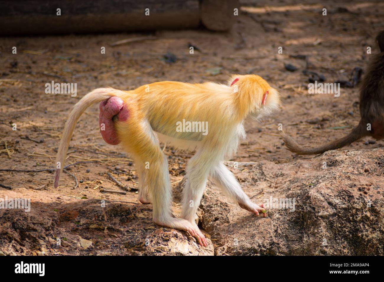 baboons in the zoo and they daily routine Stock Photo - Alamy