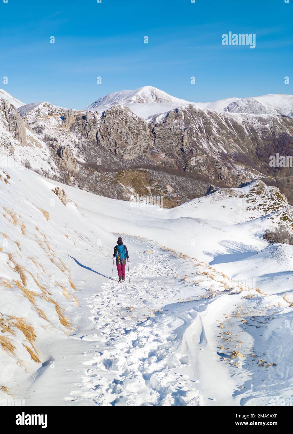 Monte porcini hi-res stock photography and images - Alamy