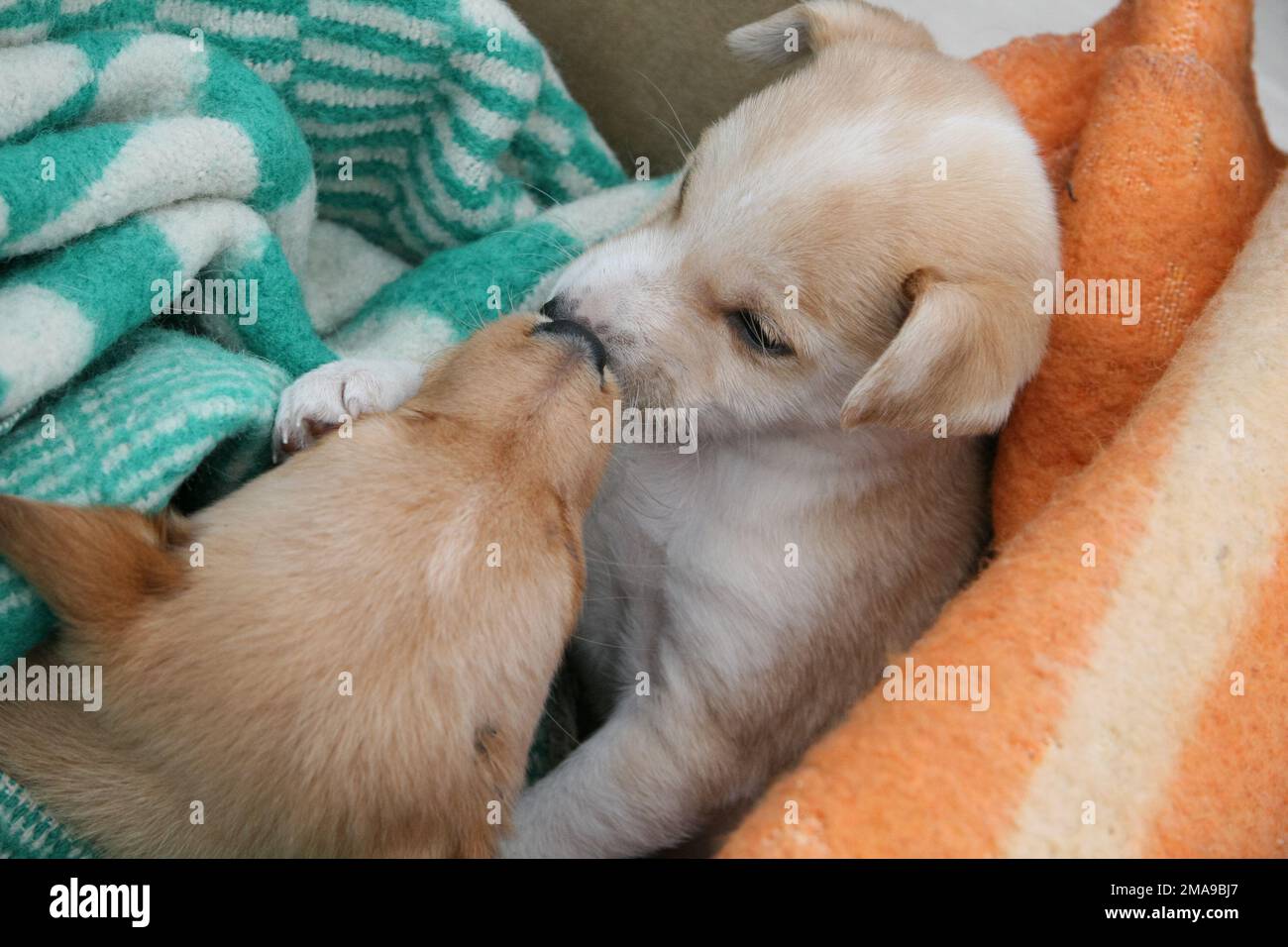 Abandoned animals hi-res stock photography and images - Alamy