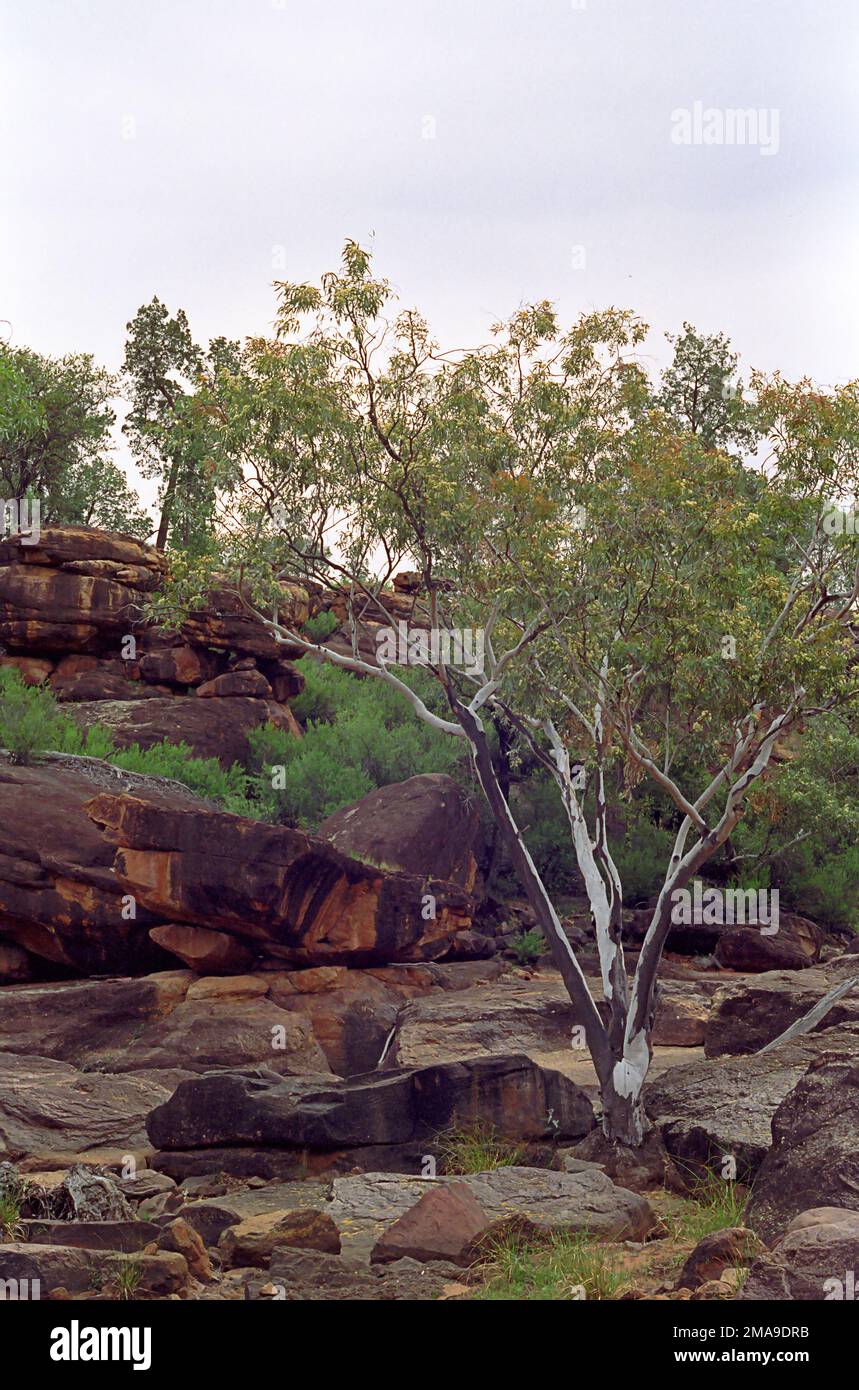 Bush country at Mullareena Creek, Mount Gunderbooka, New South Wales ...