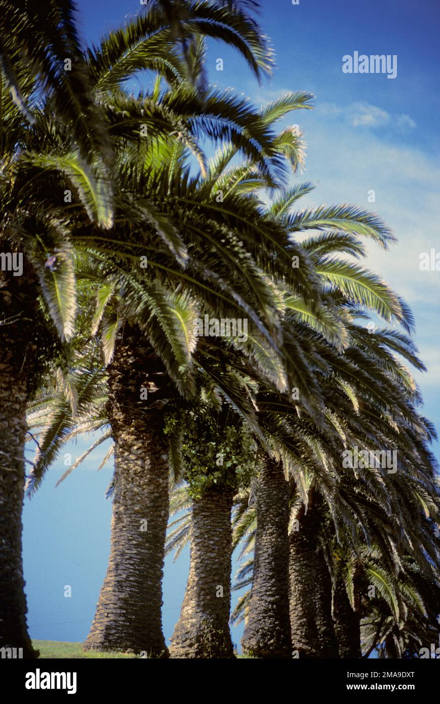 Palm trees in King Edward Park line a nearby street: The Terrace, The ...
