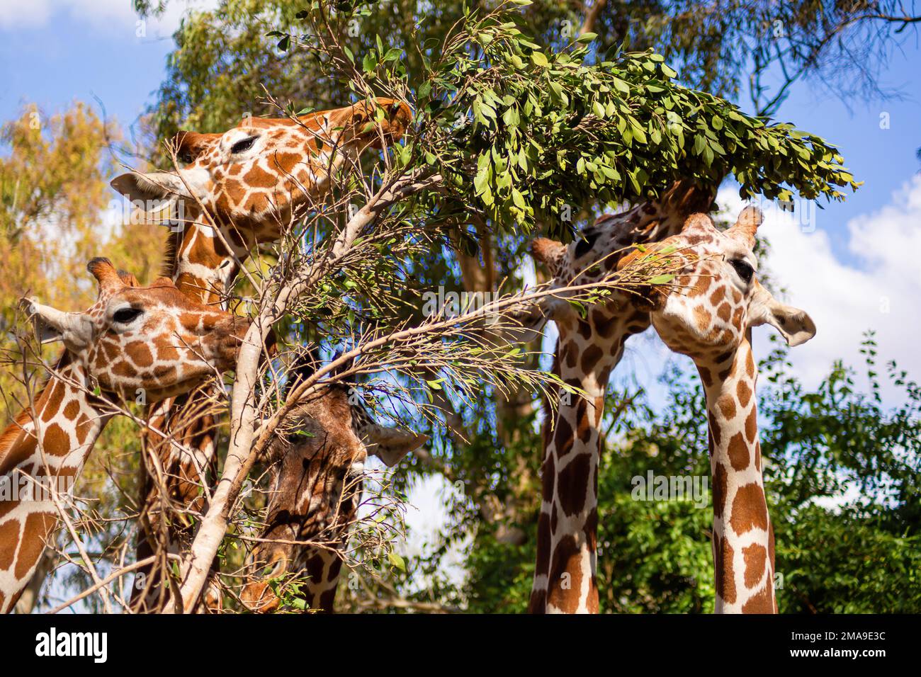 The giraffe lives in the Israel zoo. Close-up of a giraffe eating Stock ...