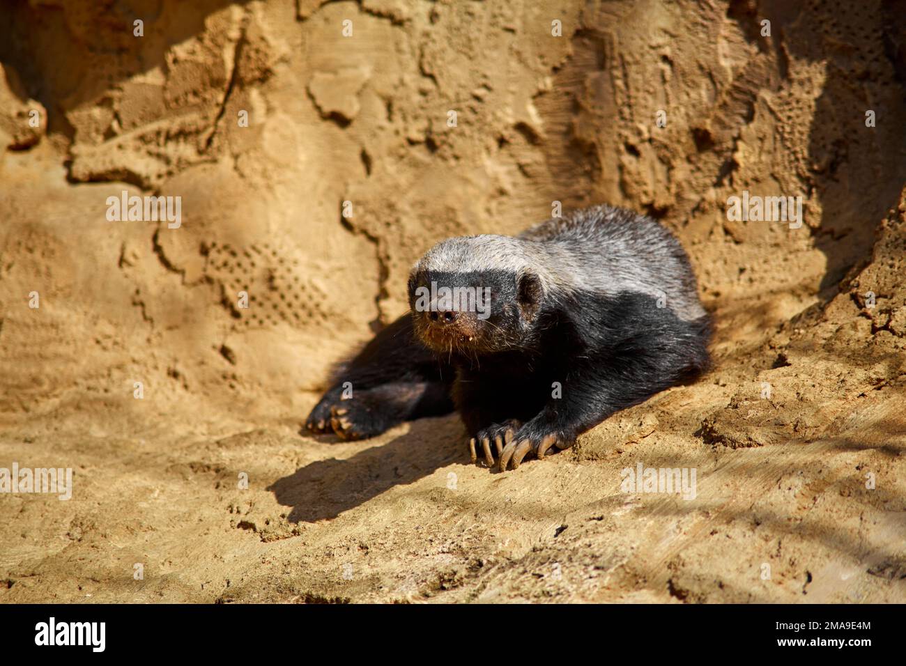 The honey badger basks in the sun on a stone at the zoo Stock Photo - Alamy