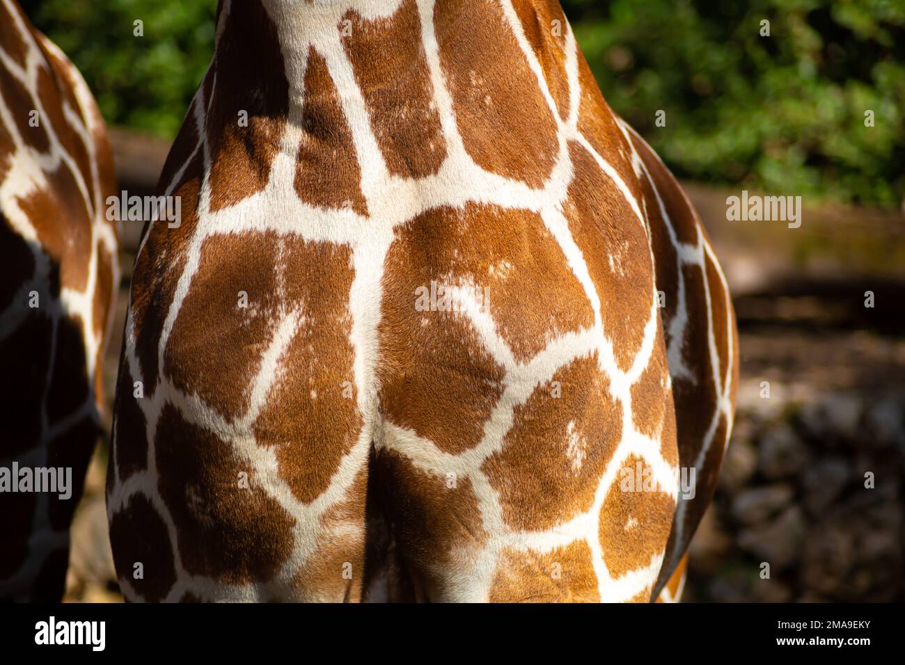 The giraffe lives in the Israel zoo. Close-up of a giraffe eating Stock ...