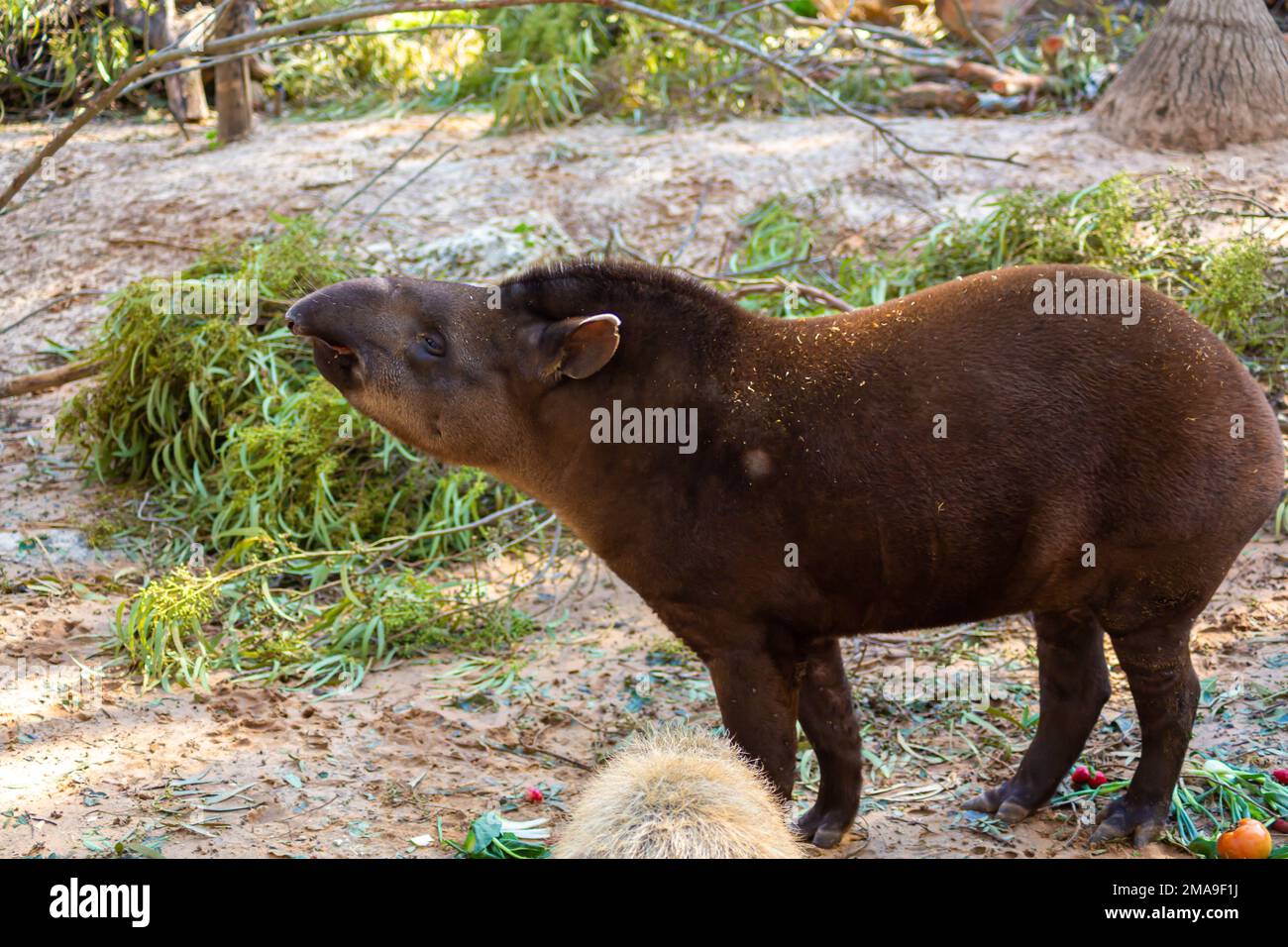 Tapir in natural habitat hi-res stock photography and images - Alamy