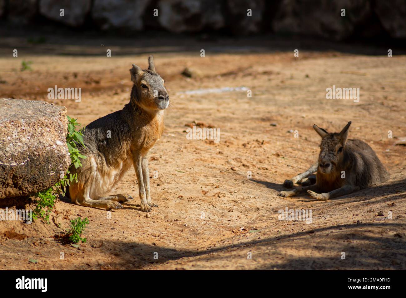 Patagonian cavy pet hi-res stock photography and images - Alamy