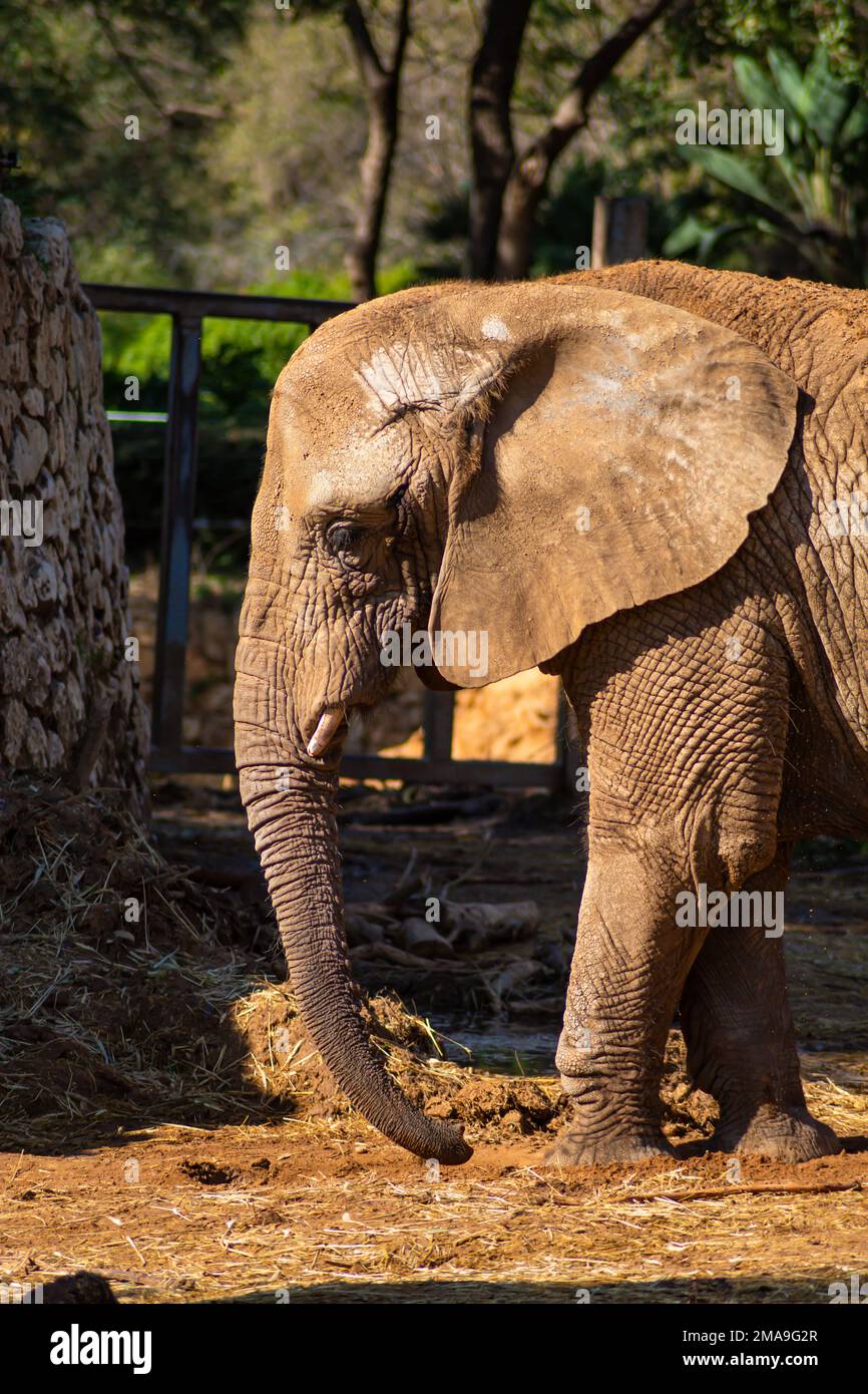 A large adult elephant walks in an Israeli safari Stock Photo - Alamy
