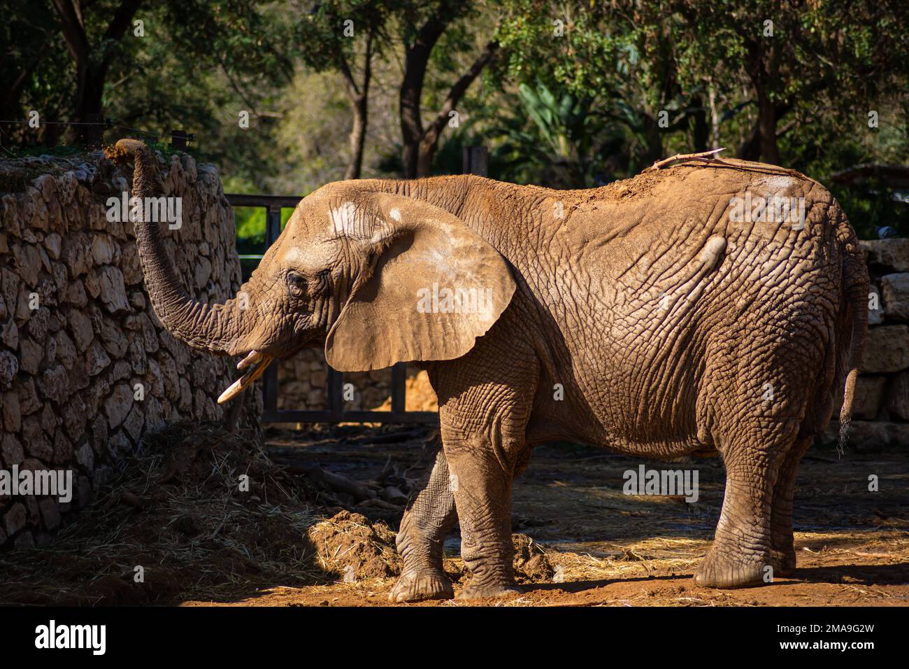 A large adult elephant walks in an Israeli safari Stock Photo - Alamy