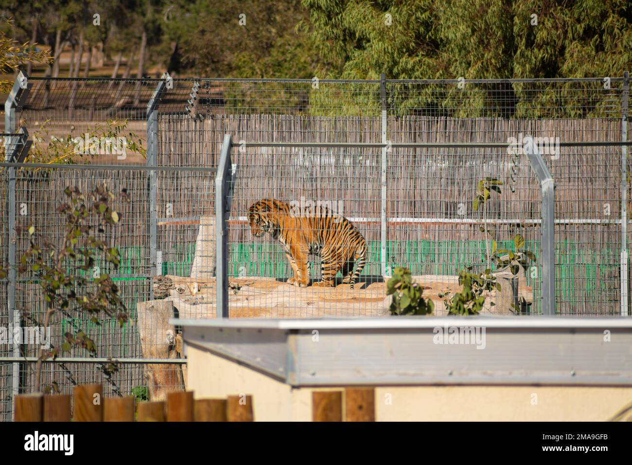 Wild bengal tiger in a cage in a zoo Stock Photo - Alamy