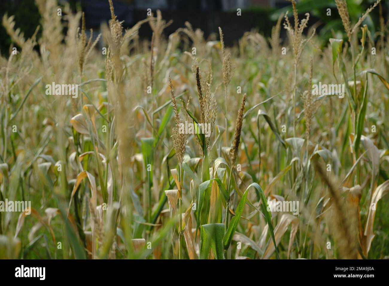Corn fields are ready to harvest, corn is a crop commodity that is ...