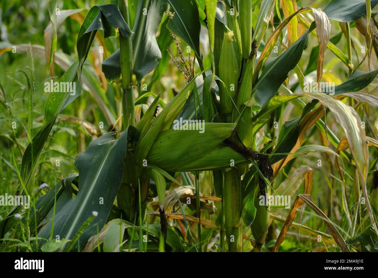 Corn fields are ready to harvest, corn is a crop commodity that is ...