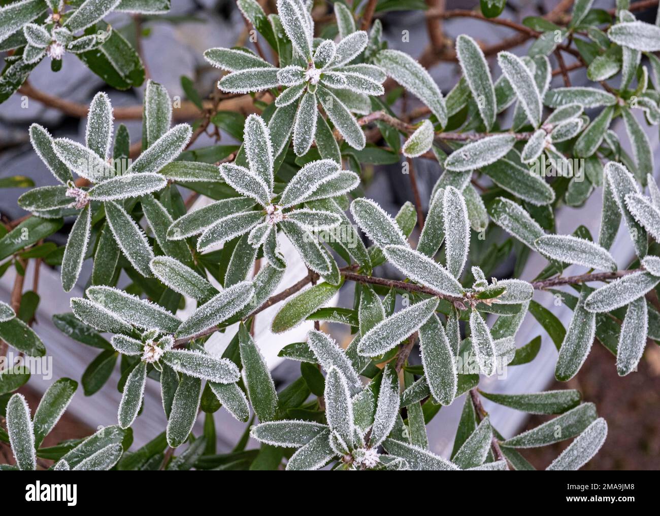 Frosted Daphne shrub in winter Stock Photo - Alamy