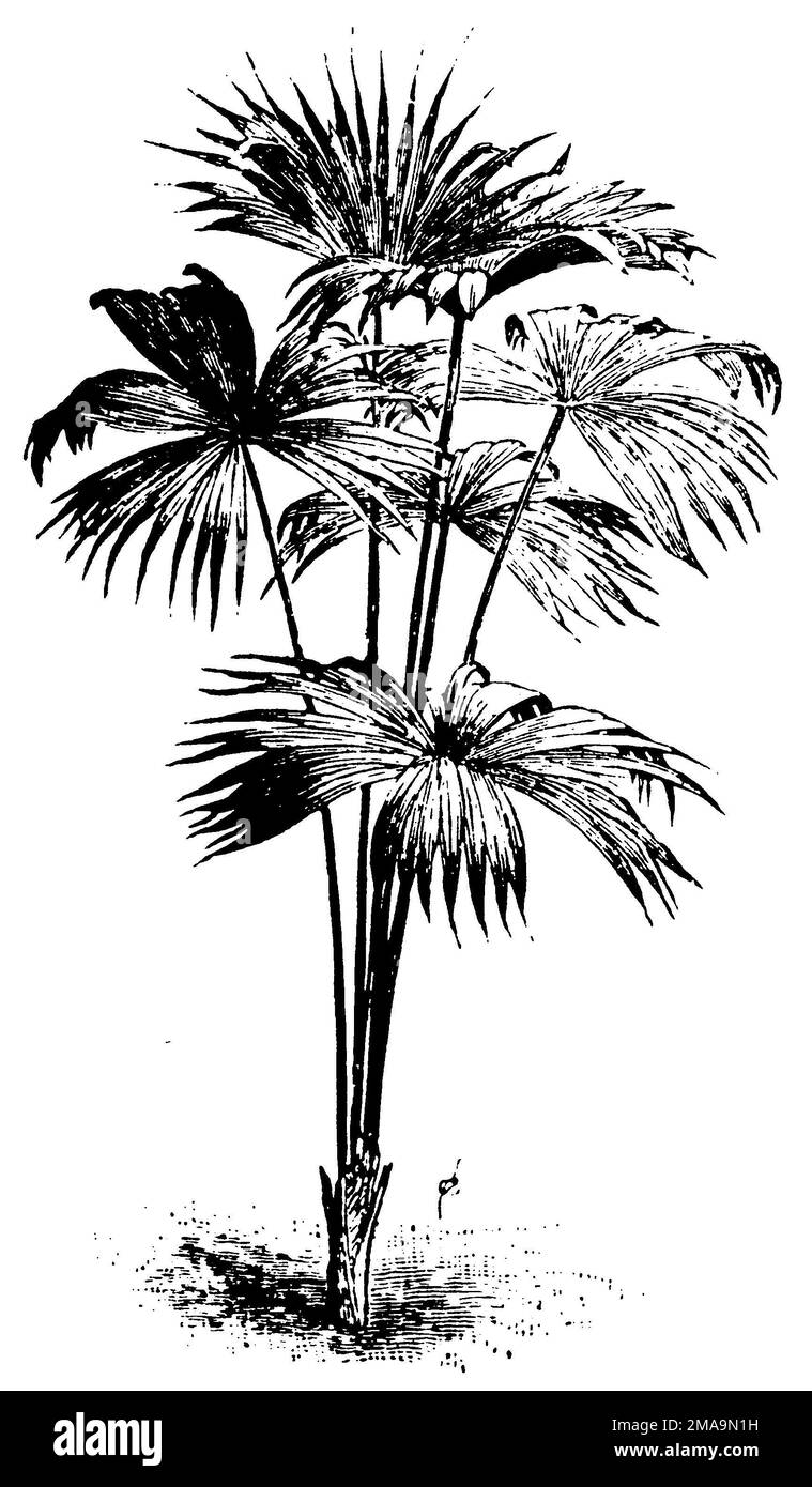 Panama hat plant, Carludovica palmata, (, 1911), Carludovica palmata ...