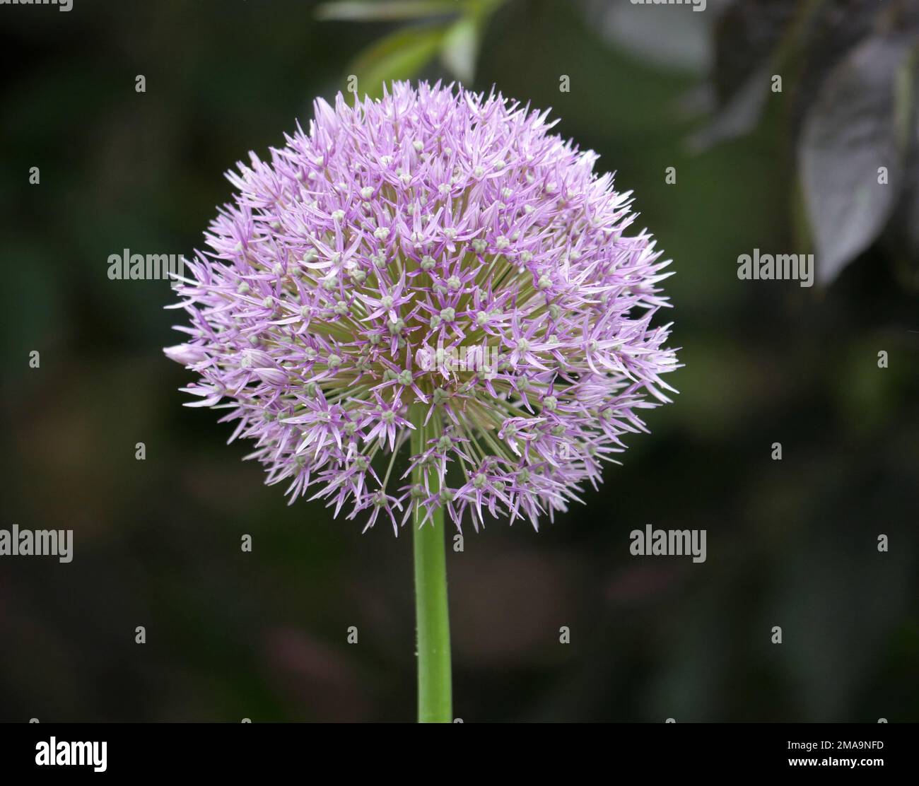 Allium cepa flower hi-res stock photography and images - Alamy