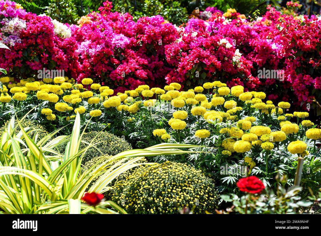 Tagetes erecta, the Aztec marigold or Mexican marigold flowers growing ...