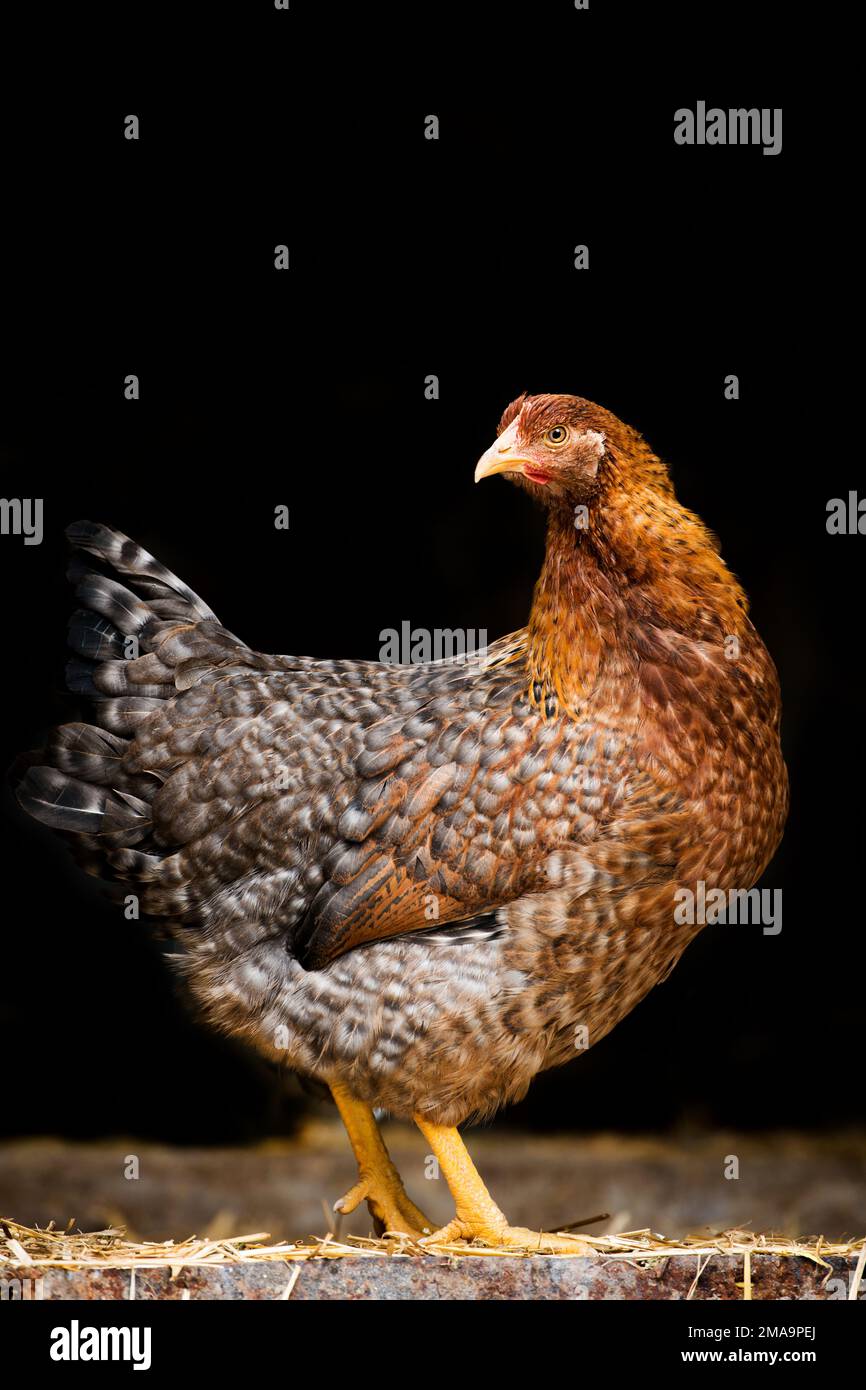 Bielefelder Kennhuhn chicken Stock Photo - Alamy