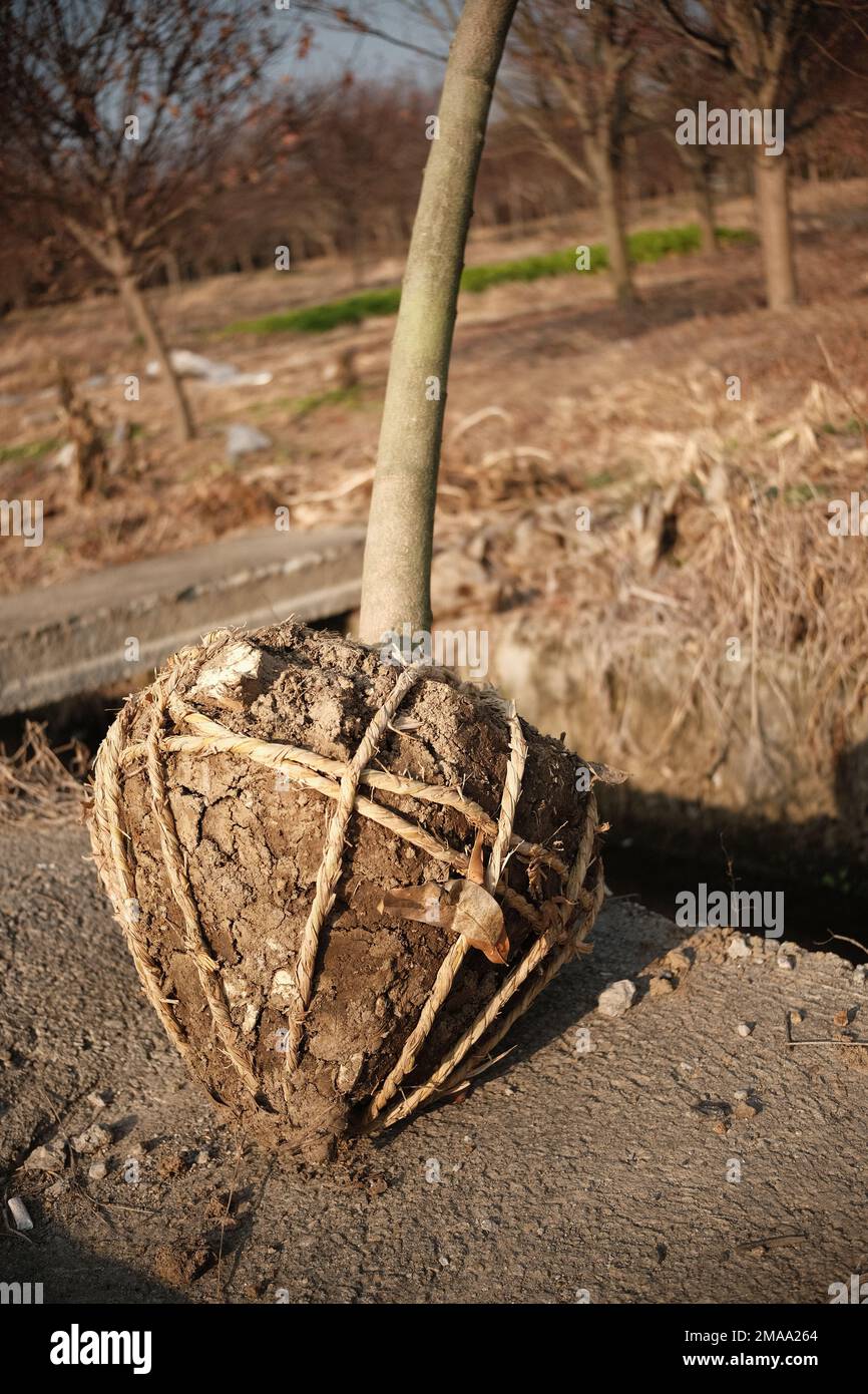 A vertical closeup shot of a tree with its roots wrapped in soil and ...