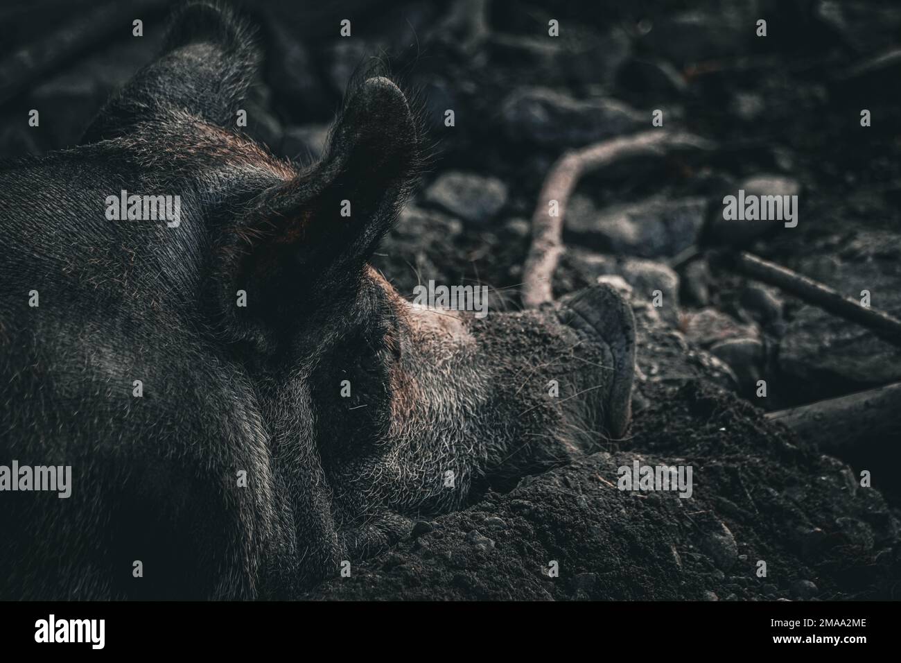 Person laying on the ground hi-res stock photography and images - Alamy