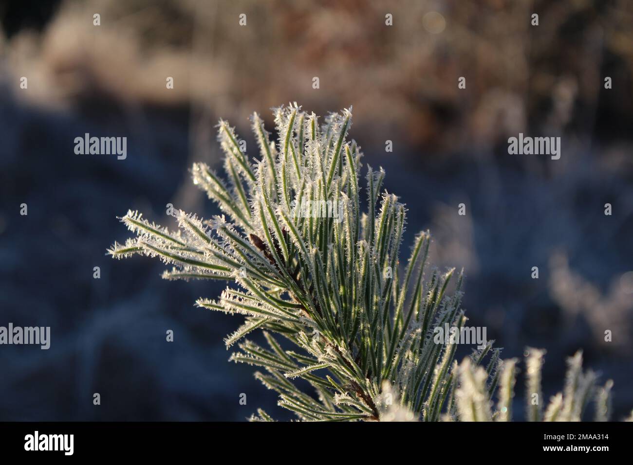 Frosty conifer hi-res stock photography and images - Alamy