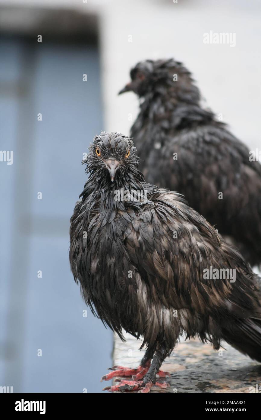 Funny wet pigeons after the rain Stock Photo - Alamy