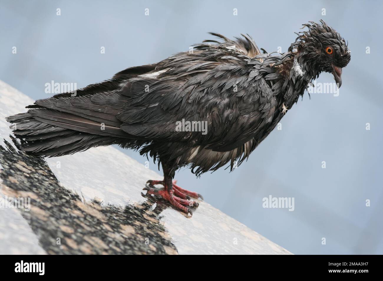 Wet pigeon after rain hi-res stock photography and images - Alamy