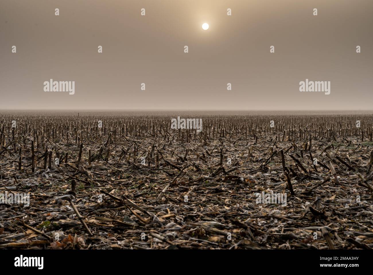 A view of deforestation with a sun in the background Stock Photo - Alamy
