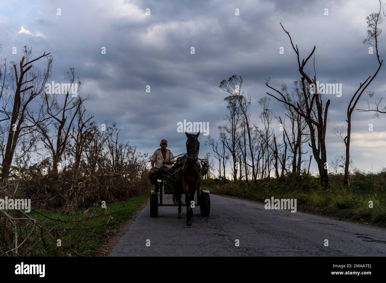 A resident drives his horse-drawn cart past trees destroyed by ...