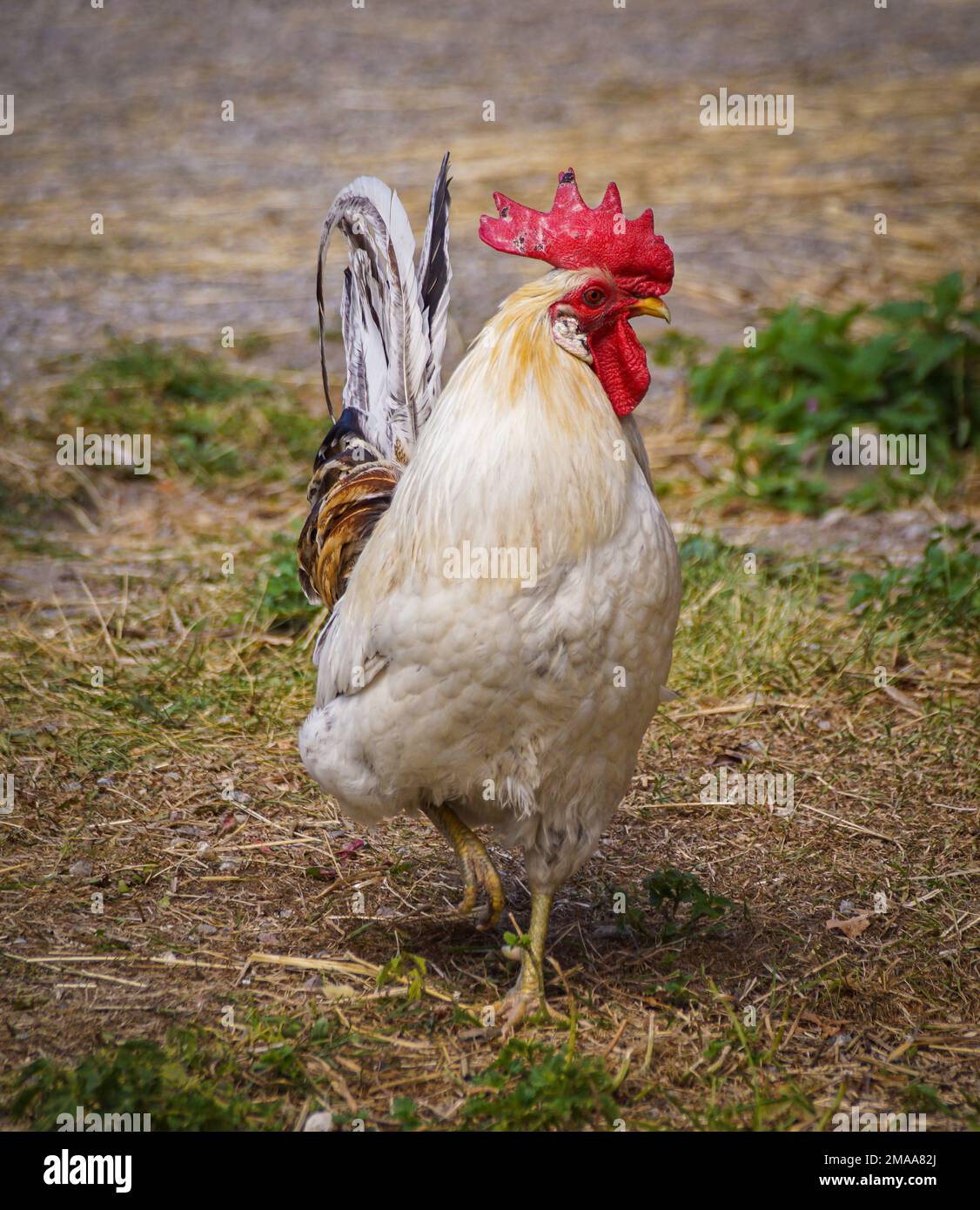 Rooster on farmyard hi-res stock photography and images - Alamy