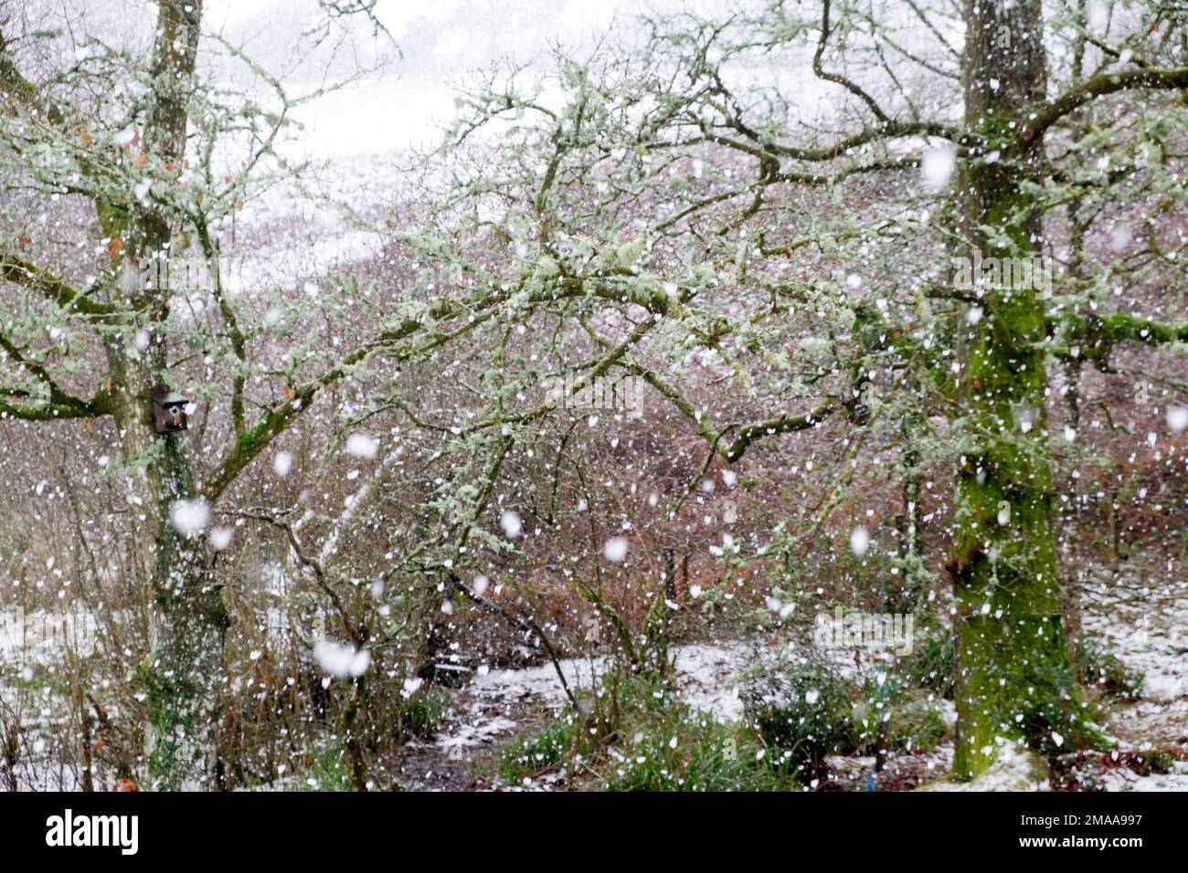Heavy snowflakes falling view rural countryside landscape with bare ...