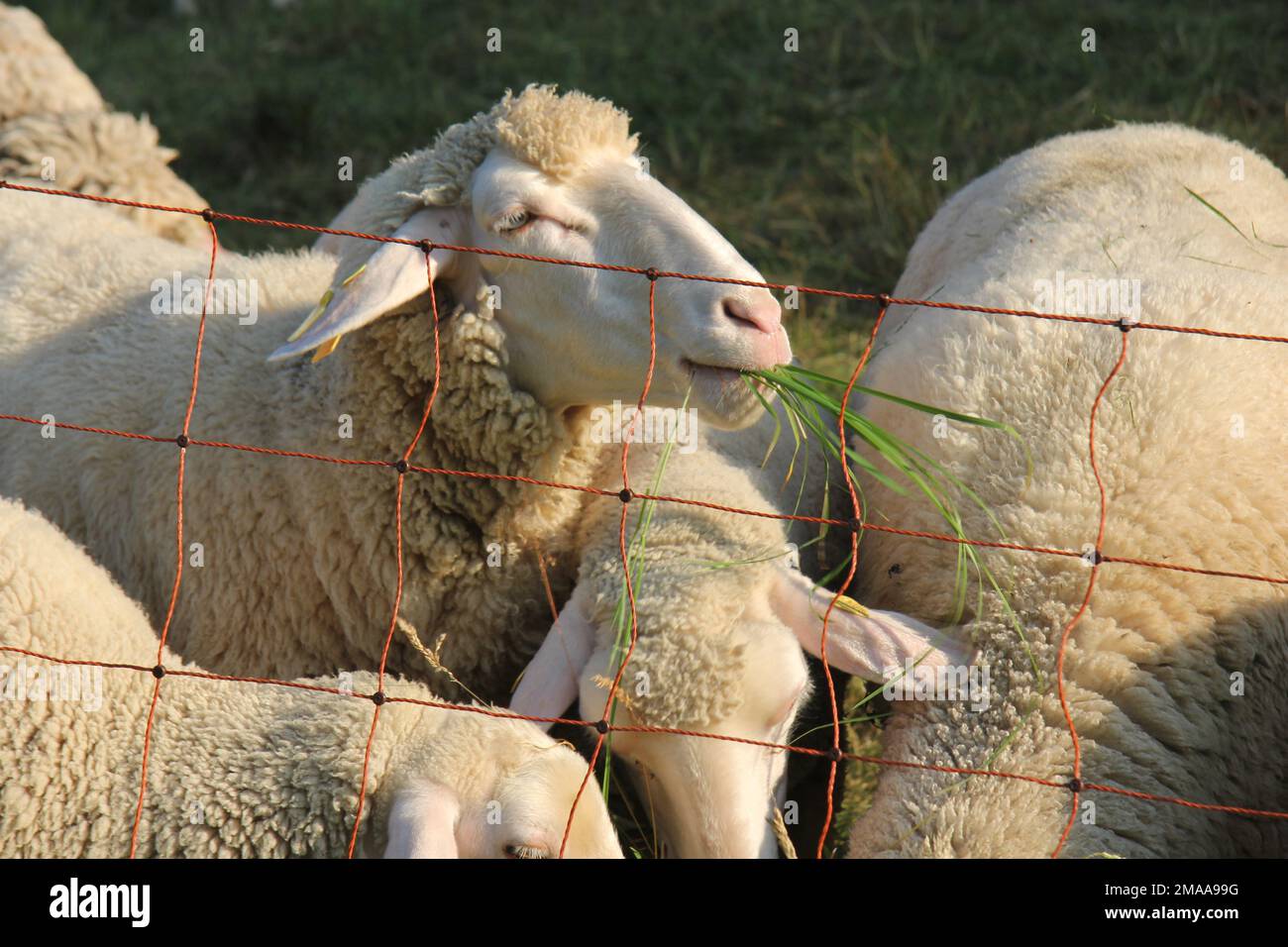 Sheep eating grass Stock Photo - Alamy